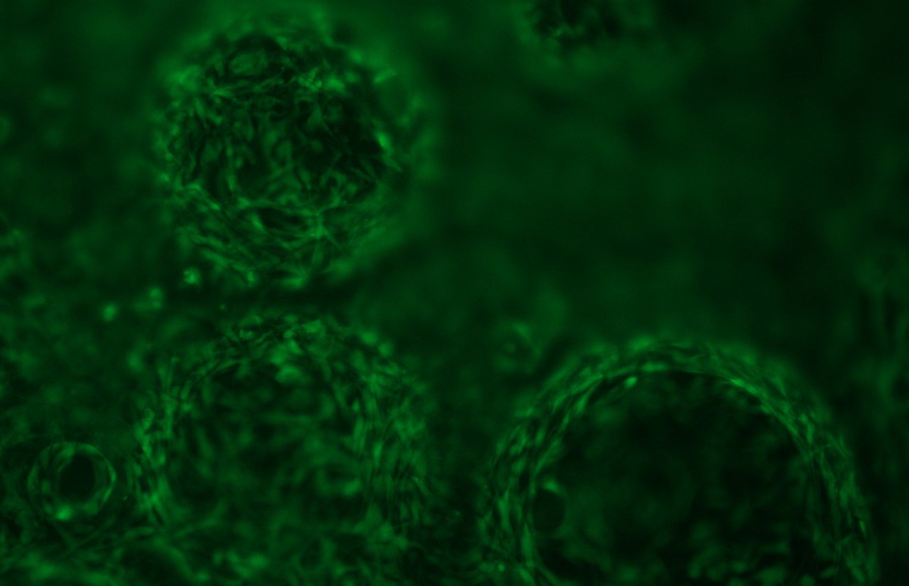 Polyorbit – Tuning Regeneration