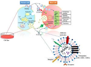 Science – Polyorbit